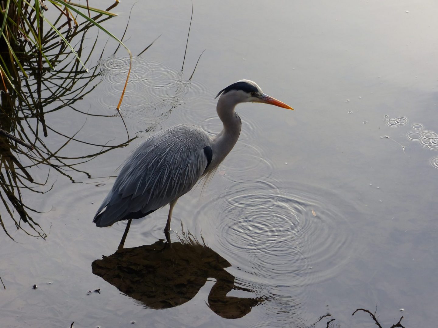 The Guide to Birdwatching in Brussels - We Love Brussels