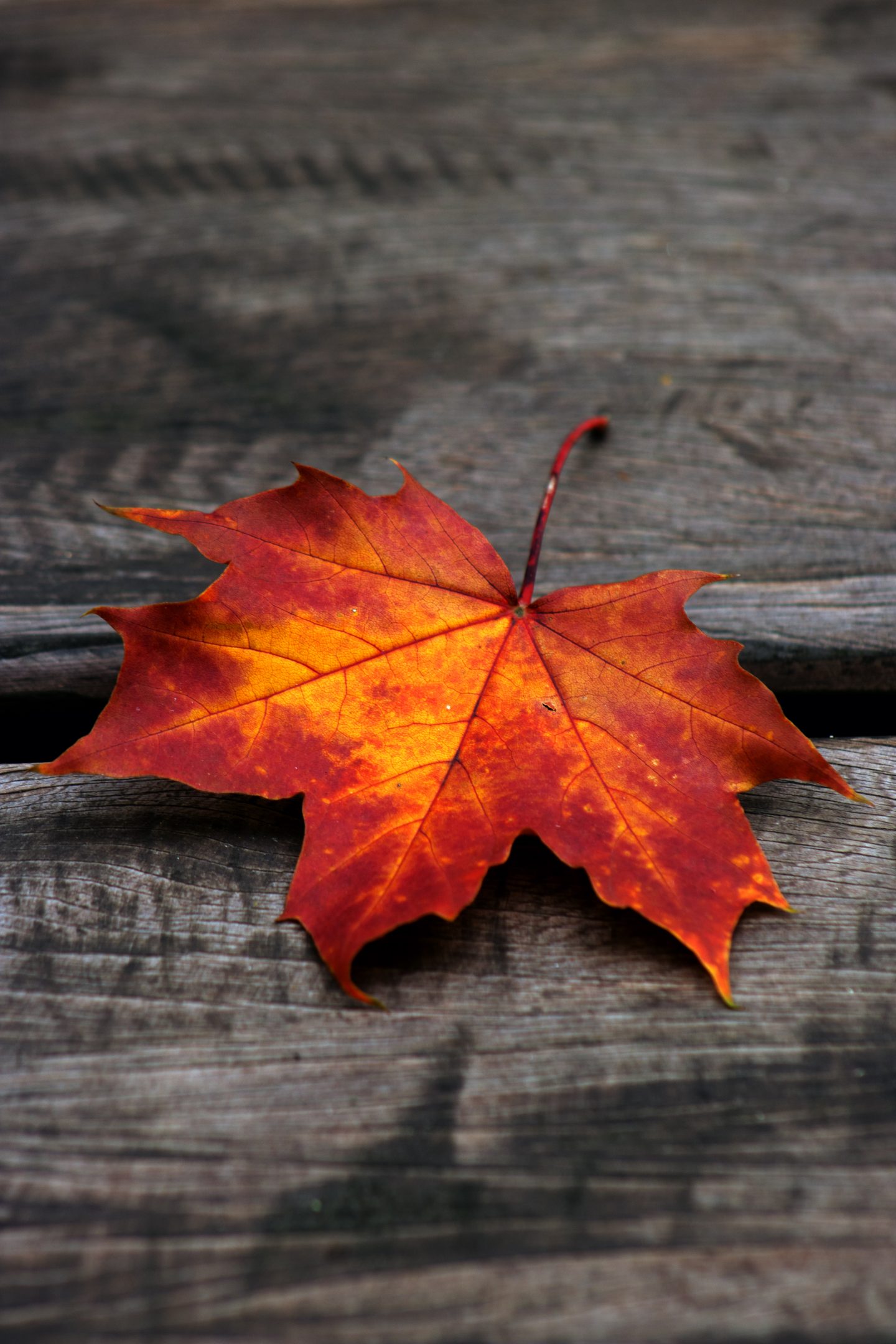 Enjoying Autumn in Brussels - We Love Brussels