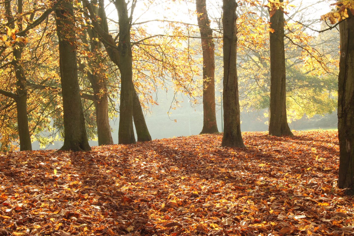 Enjoying Autumn in Brussels - We Love Brussels