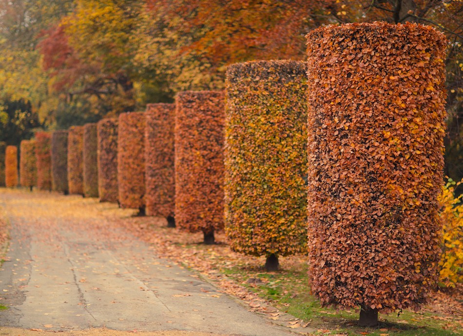 Photo gallery: The beautiful autumn - We Love Brussels
