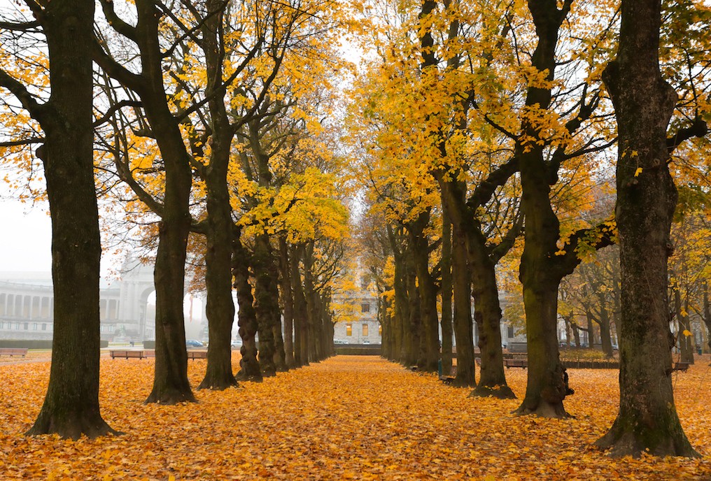 Photo gallery: The beautiful autumn - We Love Brussels