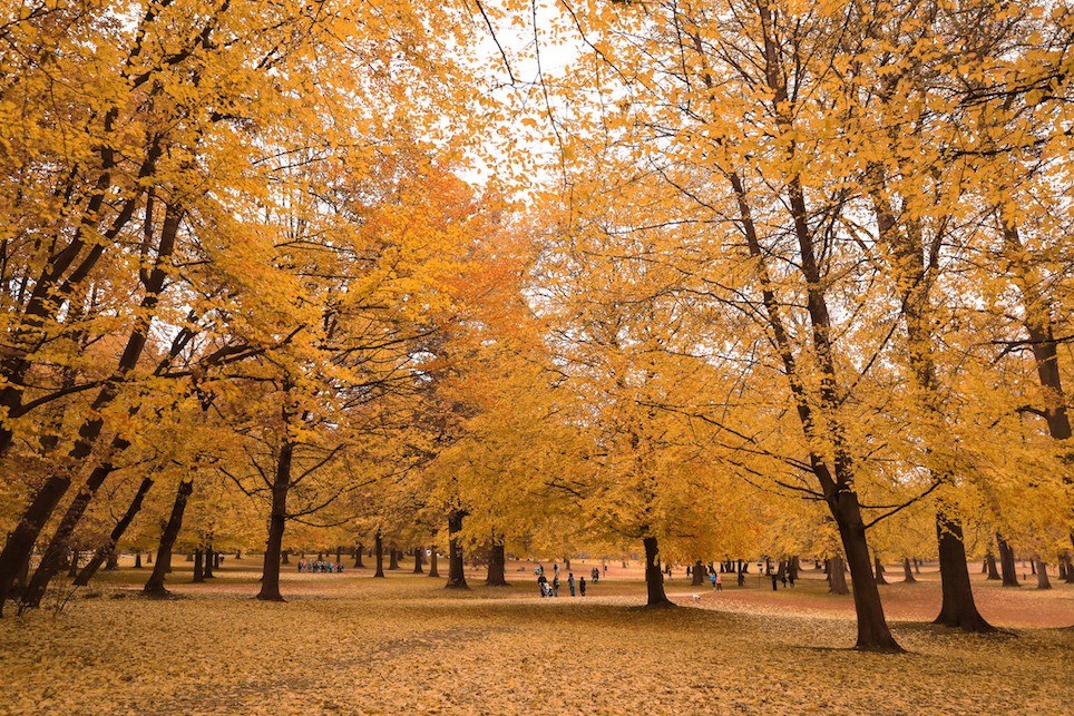 Photo gallery: The beautiful autumn - We Love Brussels