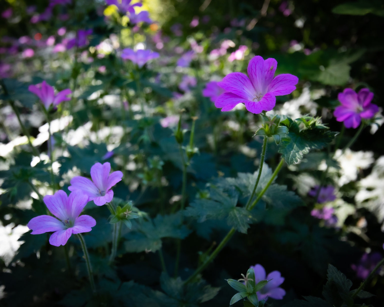 Photo story: Parc Seny - We Love Brussels